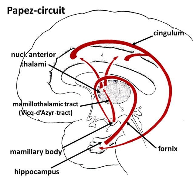 2nd Microscopy Midterms – EM, ED – Department of Anatomy, Histology ...