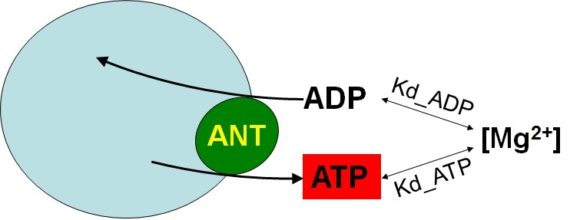 ANT activity: A Kinetic Assay of Mitochondrial ADP-ATP Exchange Rate ...