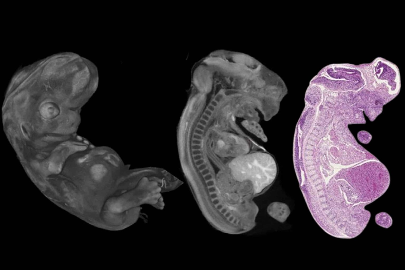 Semmelweis University – Medicine and Health Sciences