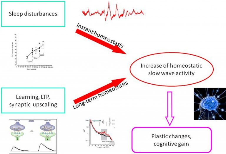 Two features of sleep slow waves: homeostatic and reactive aspects – from long term to instant ...