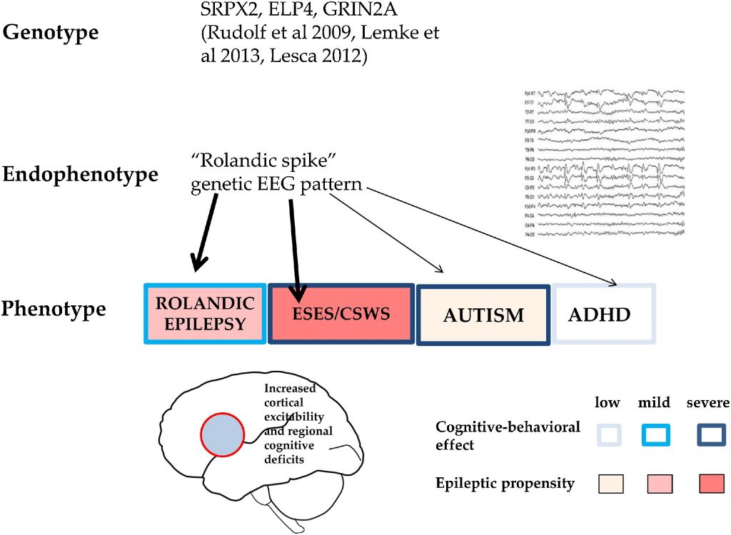 Sleep-related epilepsy – Psychophysiology and Chronobiology Research Group
